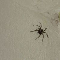 Hoe bestrijd je de grote huisspin effectief?